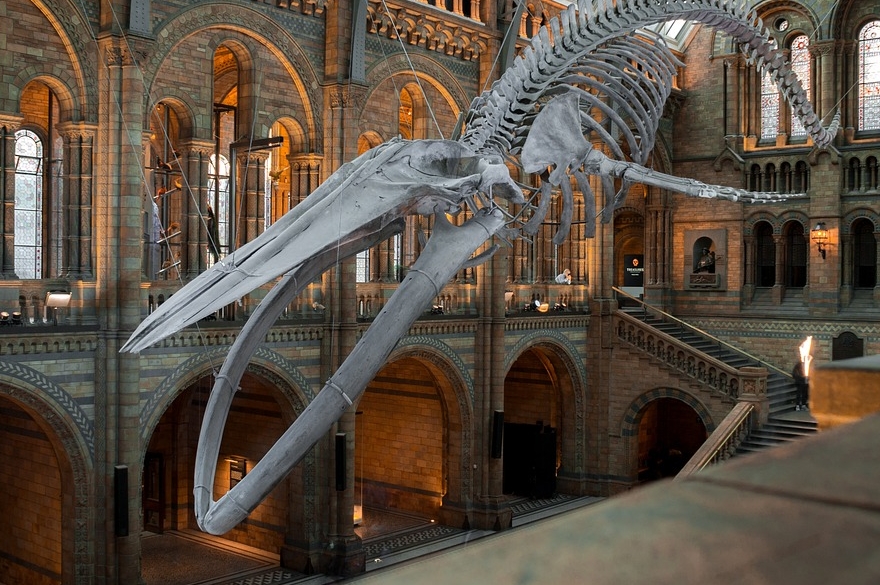 Museum of Prehistoric Anthropology Unveils "The Butterfly Effect: The ...