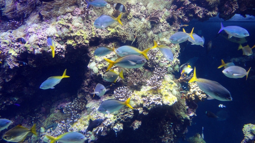 Dive into Discovery: Monaco’s Oceanographic Museum Offers April ...
