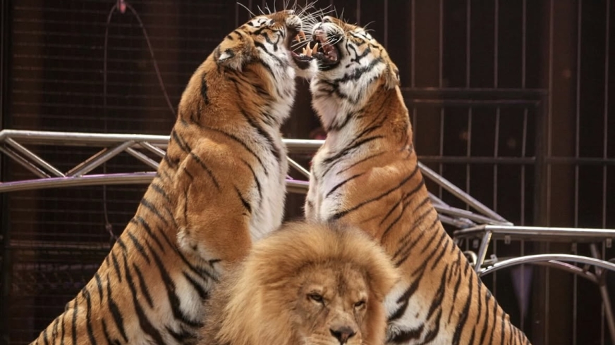 Monaco Marks 20 Years Since Tribute to Prince Rainier III as Circus ...