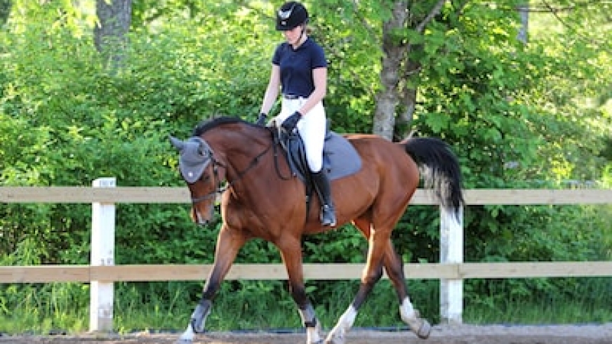 Longines Global Champions Tour 2023: A Spectacle of Elite Show Jumping ...